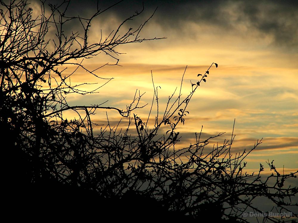 Pendulum Angle JavaScript Simulation